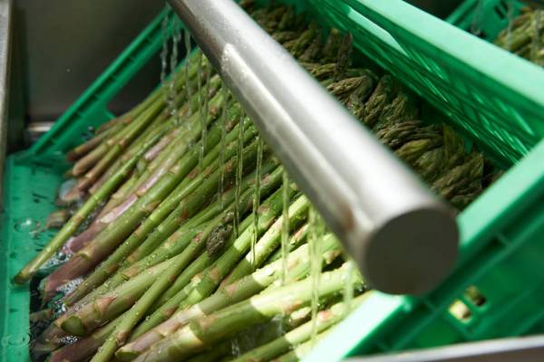 Bio-Spargel - Bio-Hofmann